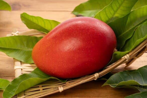 What is a Miyazaki Mango? Why Is It a Japanese Speciality?