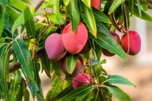 What is a Miyazaki Mango? Why Is It a Japanese Speciality?