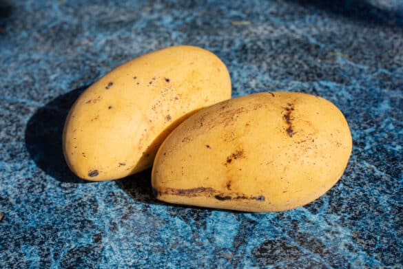 Carabao Mango: Why the World Loves This Sweet Variety