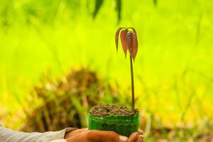 Guide to Mango Fertilization