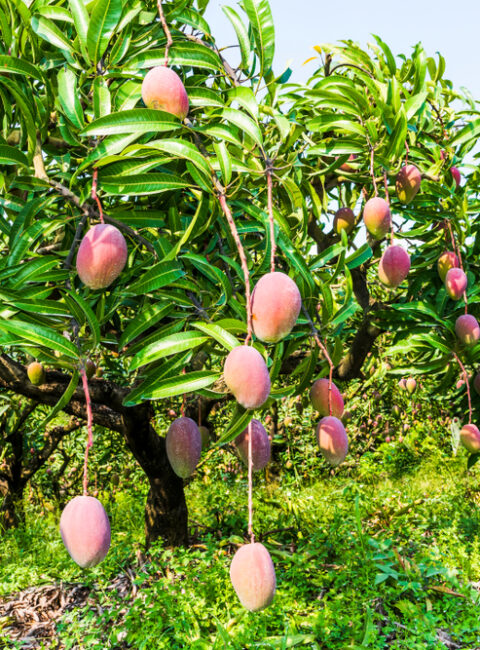 7 Best Indian Mango Varieties Discussed