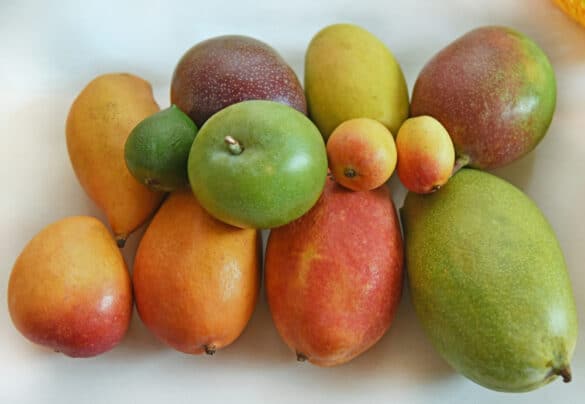 11 Mango Types You Must Try – Flavor Guide Inside