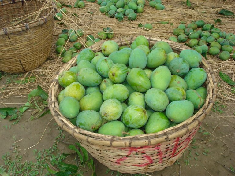 7 Best Indian Mango Varieties Discussed