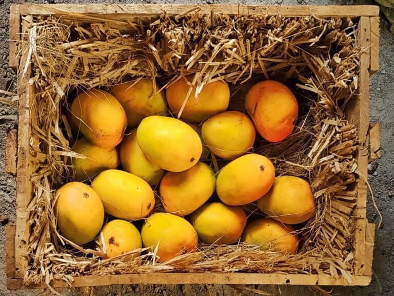 How to Eat Mango — Simple, Delicious Ways to Enjoy Every Bite