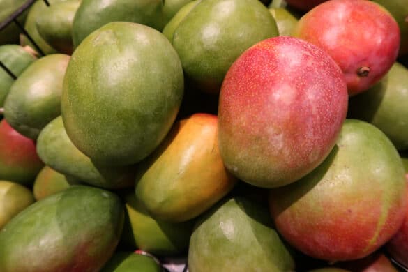 Mexican Mango: Sweetness and Benefits You Need to Know