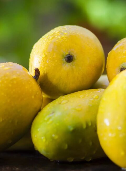 7 Best Indian Mango Varieties Discussed