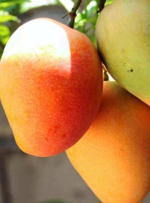 Mexican Mango: Sweetness and Benefits You Need to Know