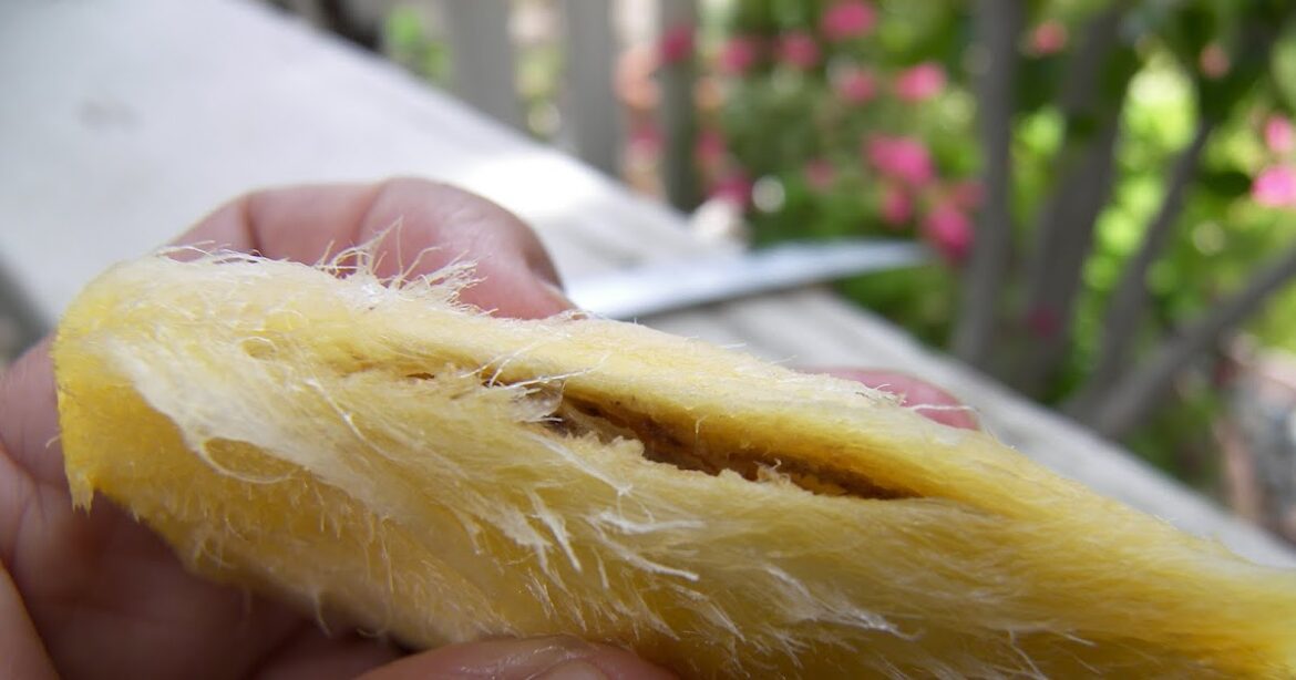 Can We Eat Mango Seed? Explore This Surprising Idea