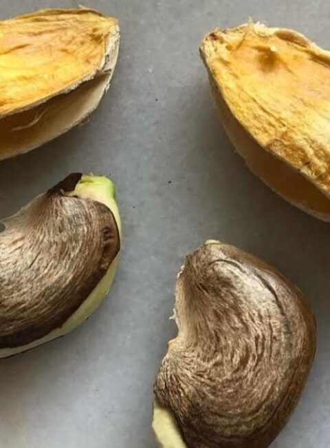 10 Benefits of Mango That Make It the King of Fruits