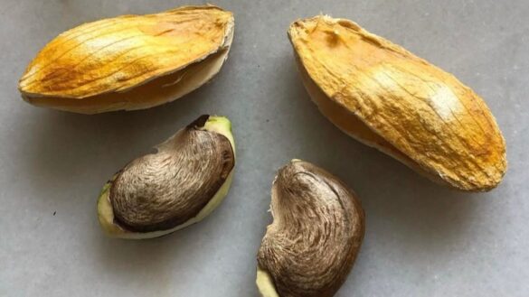 Mango Seed Benefits – Discover the Power of Mango Seeds